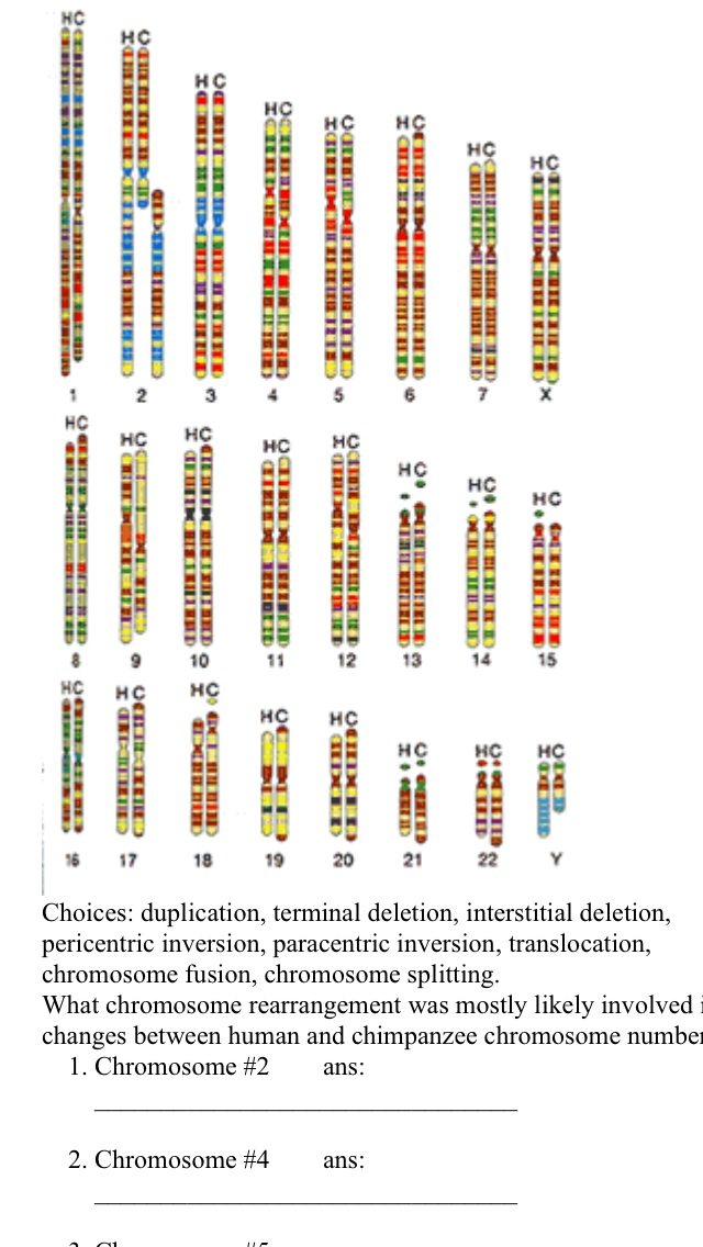 Chromosomal Inversion In Humans