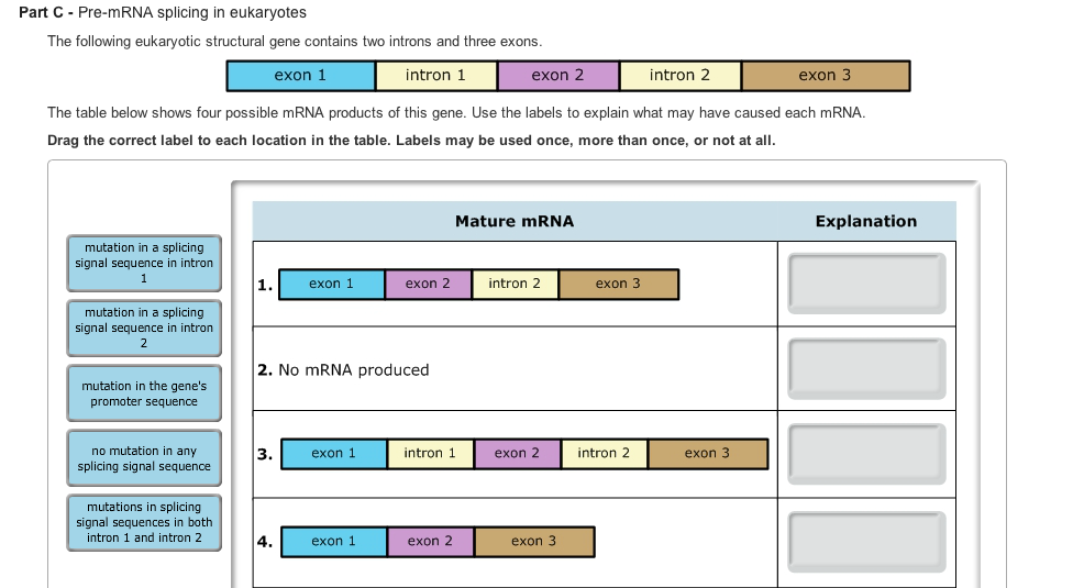 Solved Part C Pre-mRNA splicing in eukaryotes The following | Chegg.com