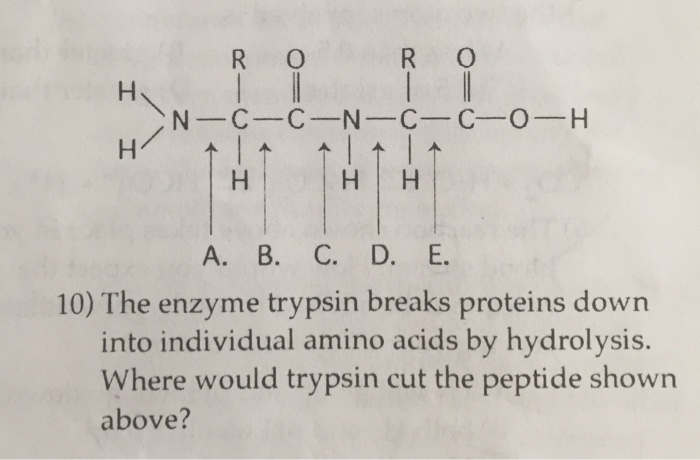 Solved The enzyme trypsin breaks proteins down into | Chegg.com