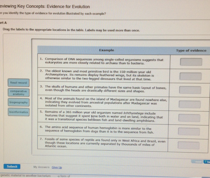 Solved eviewing Key Concepts: Evidence for Evolution n you | Chegg.com