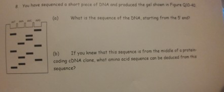 Solved 8 you have sequenced a short piece of DNA and | Chegg.com