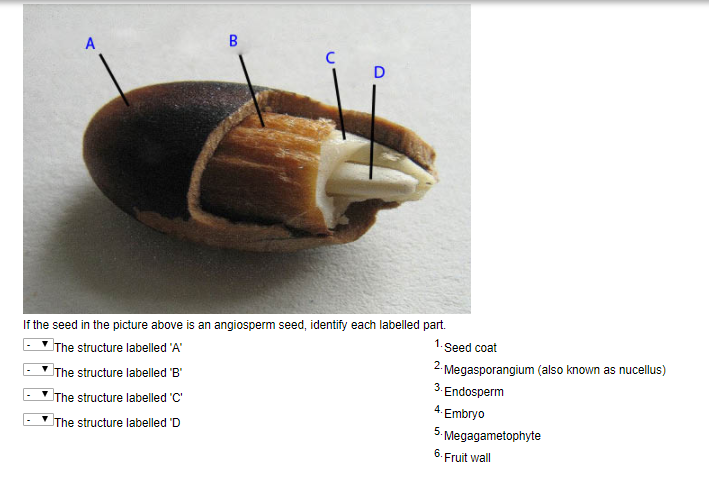 Solved If the seed in the picture above is an angiosperm | Chegg.com