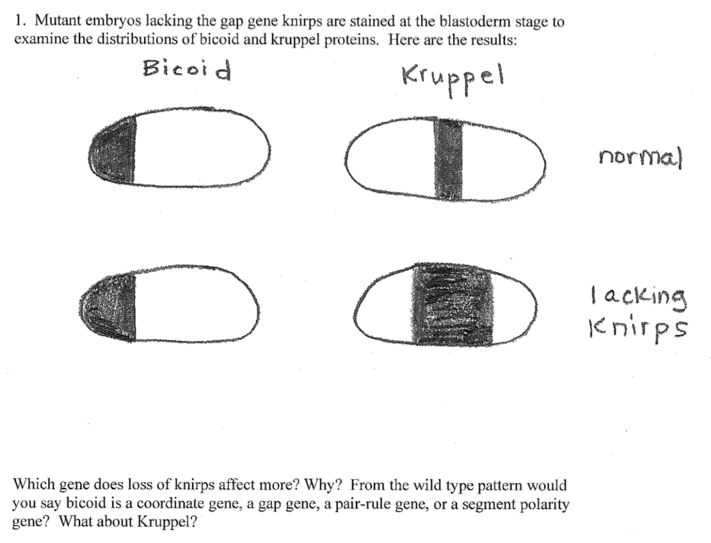 Solved 1. Mutant embryos lacking the gap gene knirps are | Chegg.com
