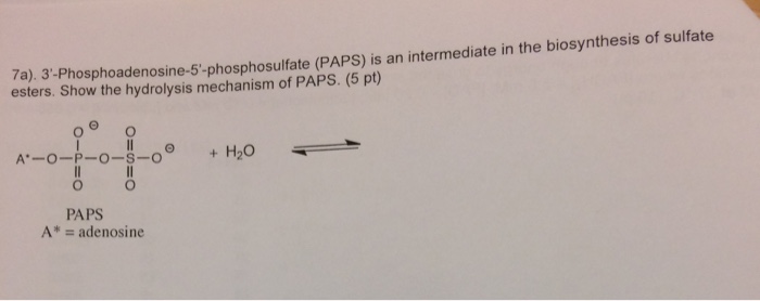 Solved 3'-Phosphoadenosine-5'-phosphosulfate (PAPS) is an | Chegg.com