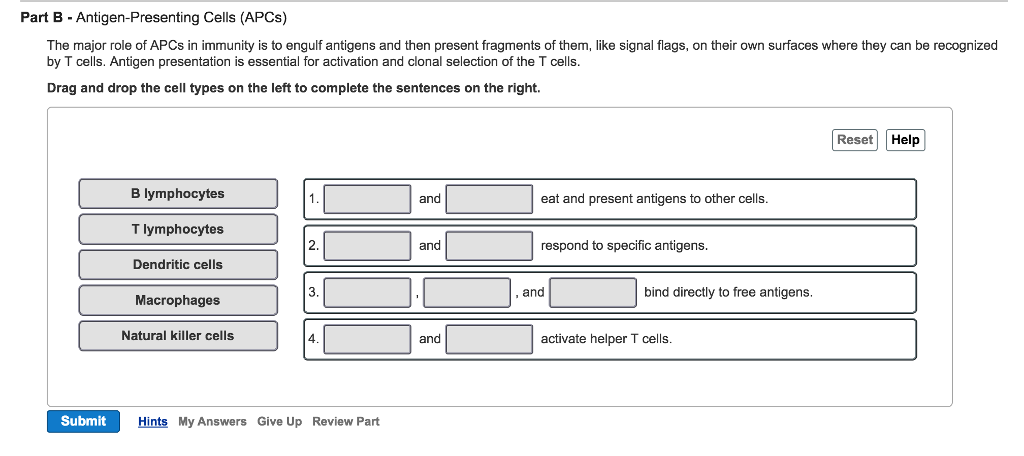 Solved Part B Antigen-Presenting Cells (APCs) The major role | Chegg.com