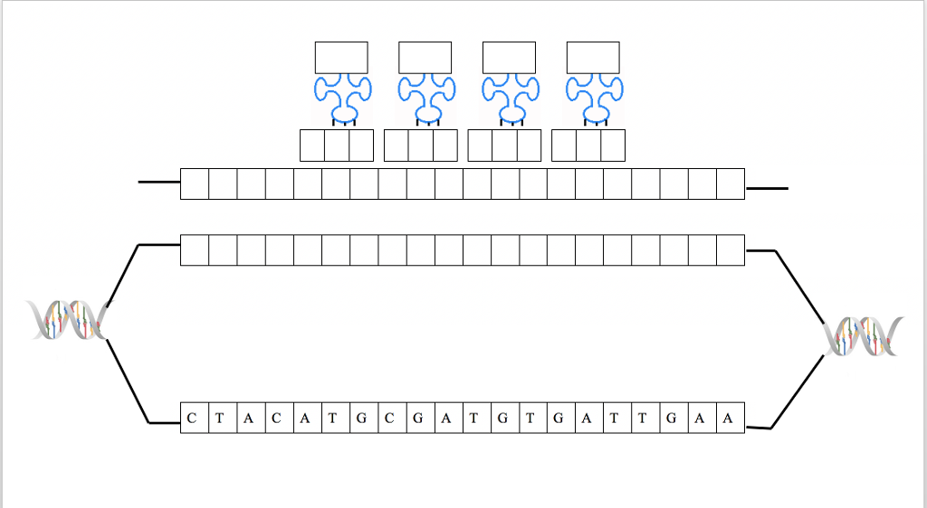 Solved Make sure you label the following-- MRNA, Template | Chegg.com