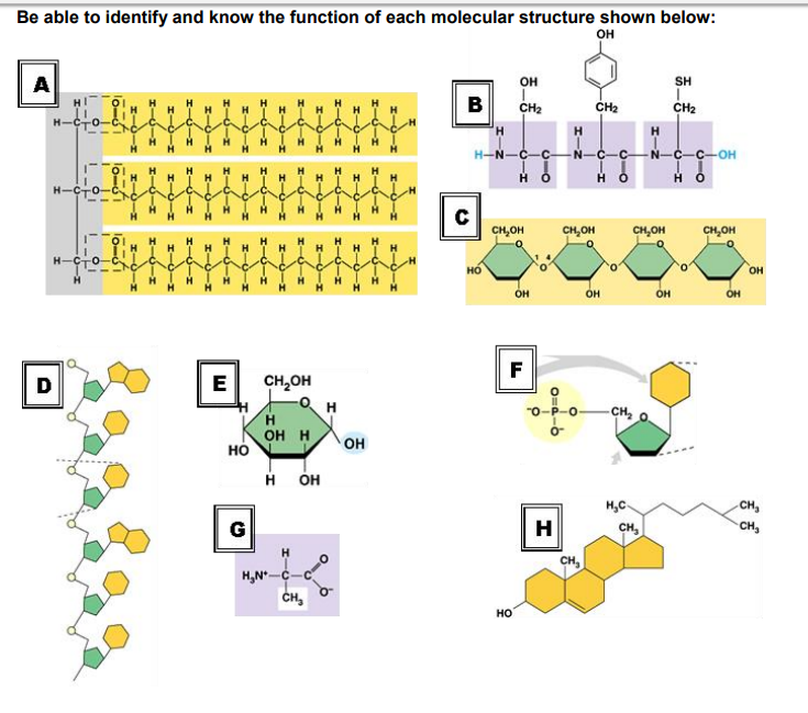 Solved Be able to identify and know the function of each | Chegg.com