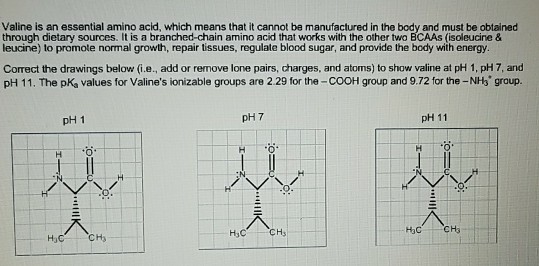 Solved Valine is an essential amino acid, which means that | Chegg.com