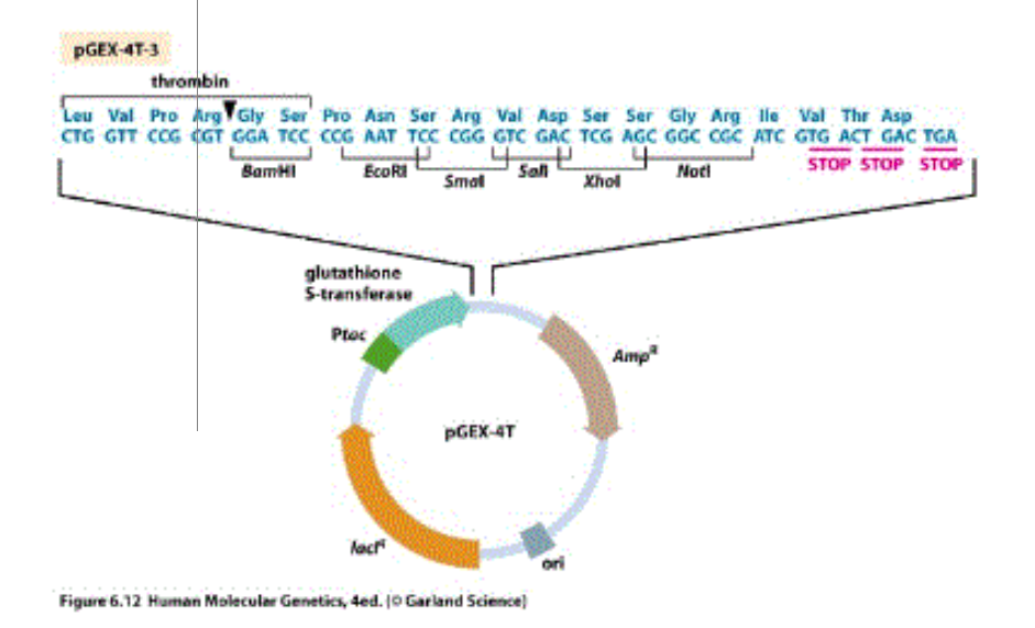 Solved The graph shows an expression vector with details of | Chegg.com