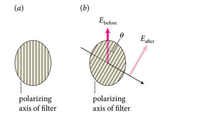 Solved A Polarizing Filter Is A Plastic Sheet That Allows 5260