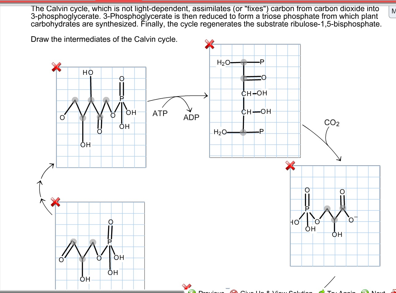 Solved Draw the intermediates of the Calvin cycle. my hint: | Chegg.com