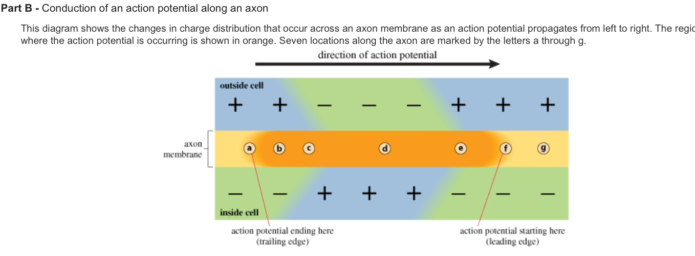 Solved 1. at location ___________, the membrane potential | Chegg.com