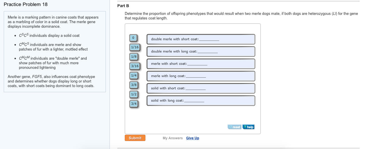 Solved Merle is a marking pattern in canine coats that | Chegg.com