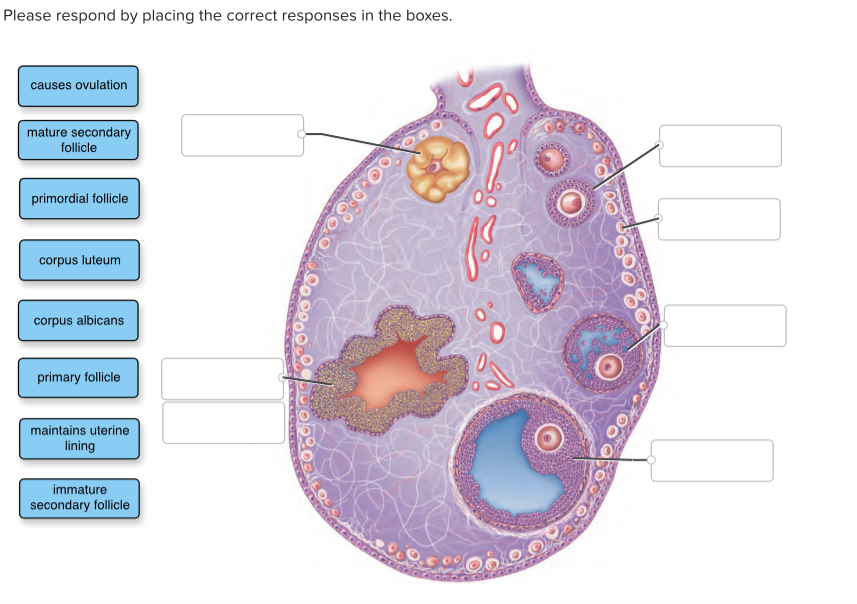Anatomy And Physiology Archive | April 14, 2018 | Chegg.com