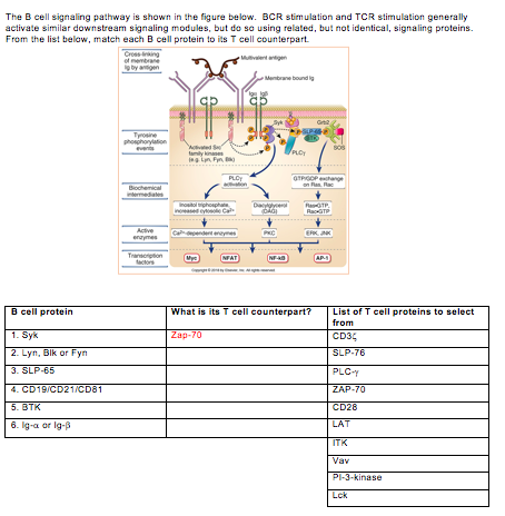 Solved The B cell signaling pathway is shown in the figure | Chegg.com