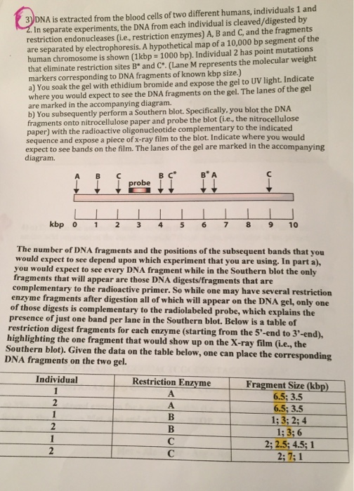 Solved In separate experiments, the DNA from each individual | Chegg.com
