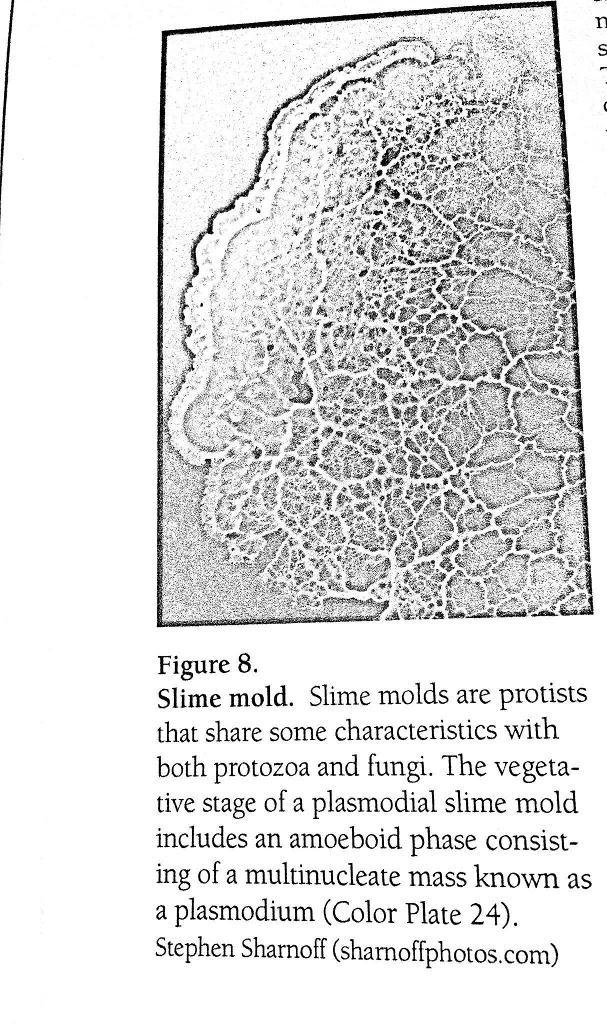 Solved Figure 8. Slime mold. Slime molds are protists that | Chegg.com