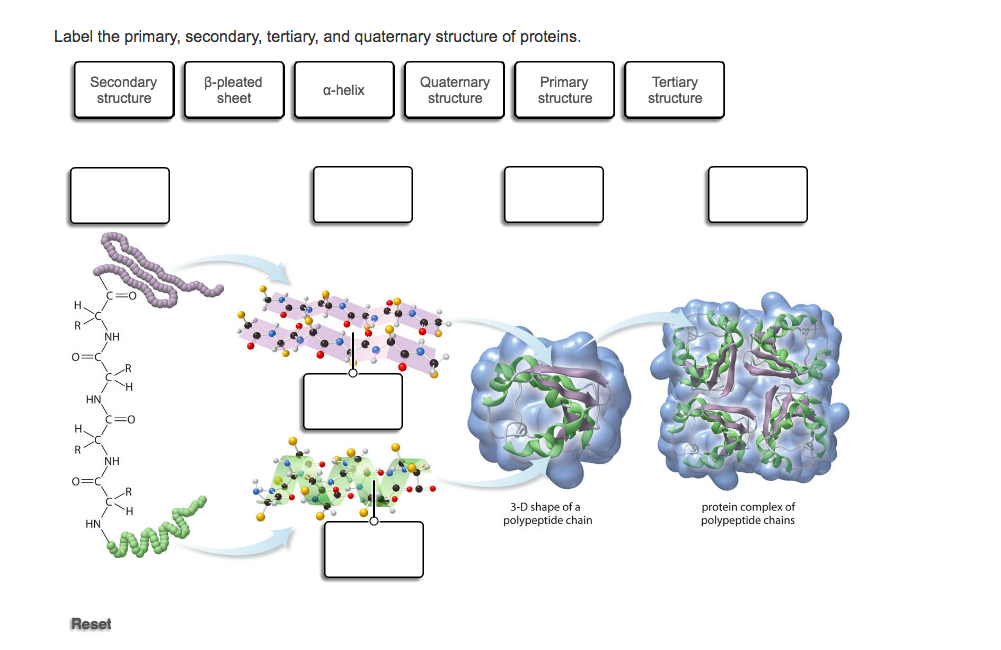 Solved Label the primary, secondary, tertiary, and | Chegg.com