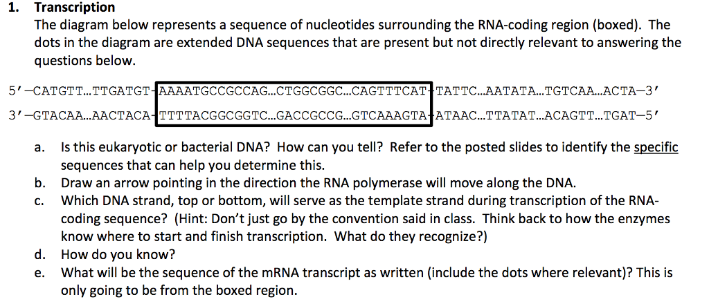 1. Transcription The diagram below represents a | Chegg.com