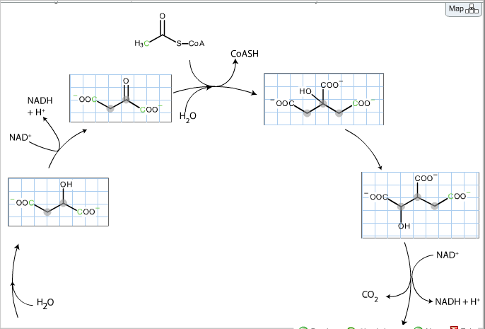 Solved The citric acid cycle is shown below. The methyl | Chegg.com