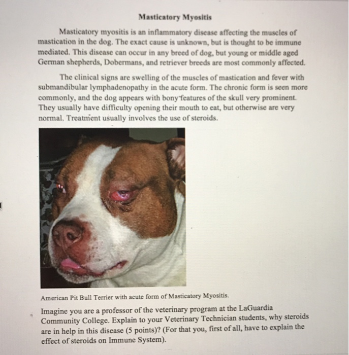 What Causes Masticatory Muscle Myositis In Dogs