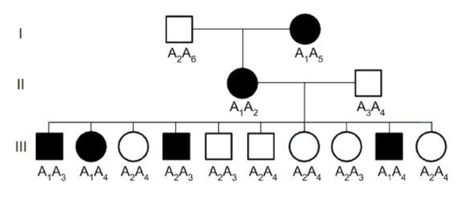 Solved An Autosomal Dominant Disease Gene B Is Thought Chegg solved-an-autosomal-dominant-disease-gene-b-is-thought-chegg