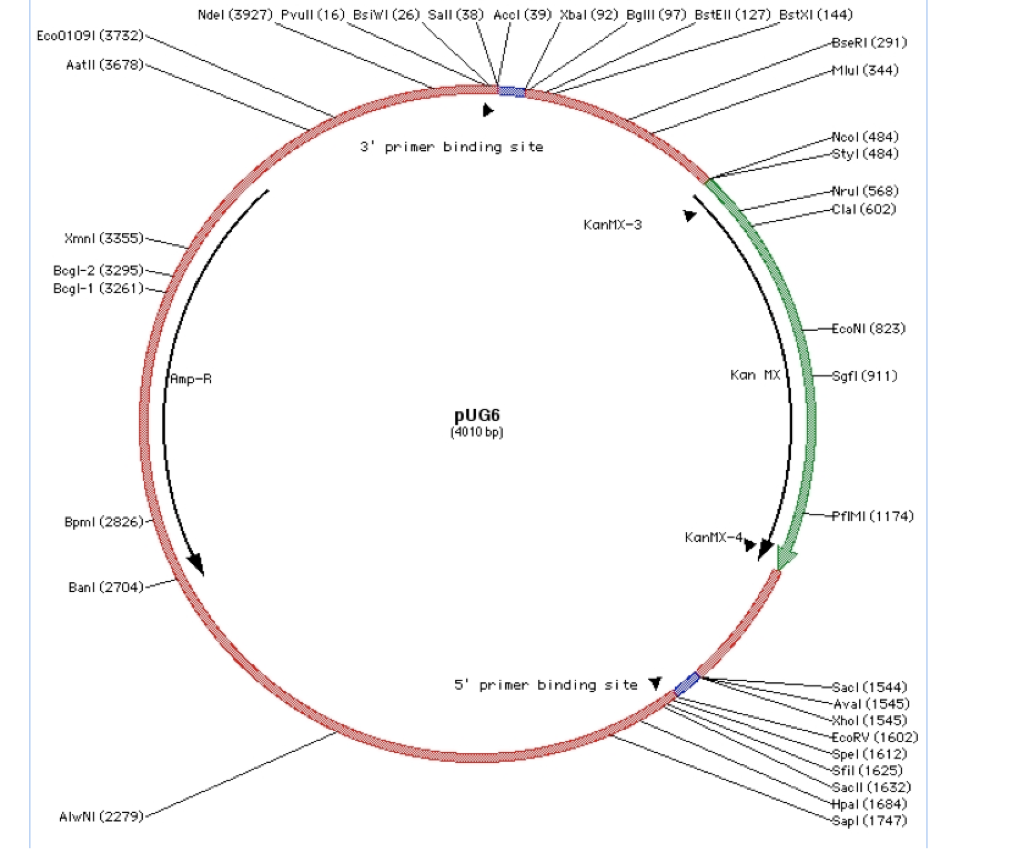Solved A plasmid map is a schematic of the positions of | Chegg.com