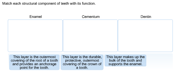 Solved Match each structural component of teeth with its | Chegg.com