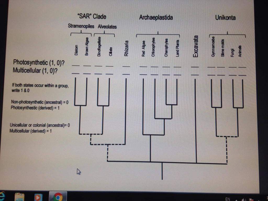 Solved "SAR" Clade Stramenopies Alveolates Photosynthetic | Chegg.com