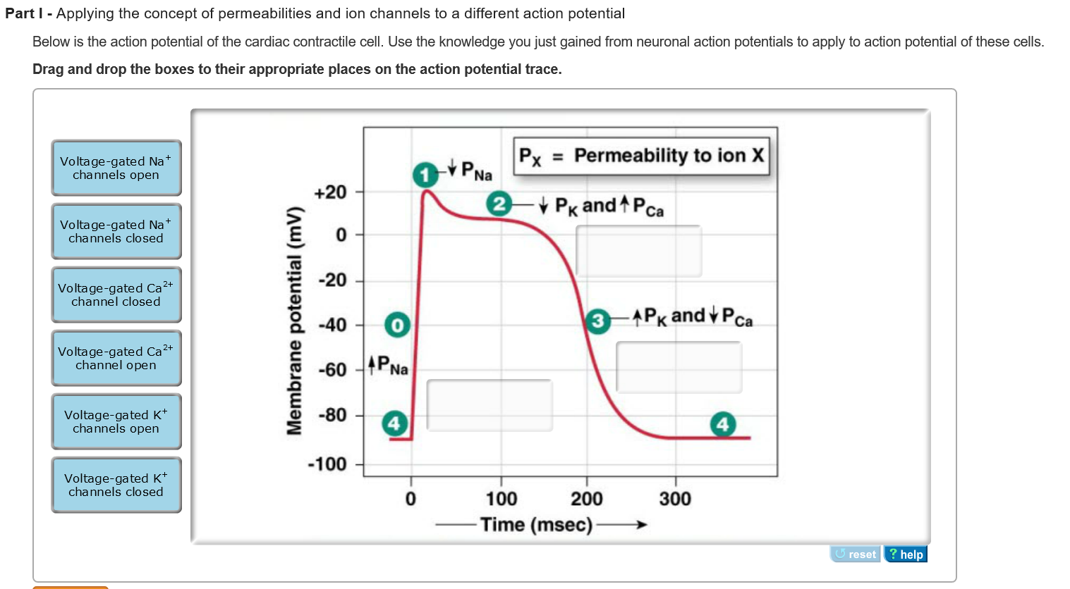 Cardiac Action Potential Ion Channels