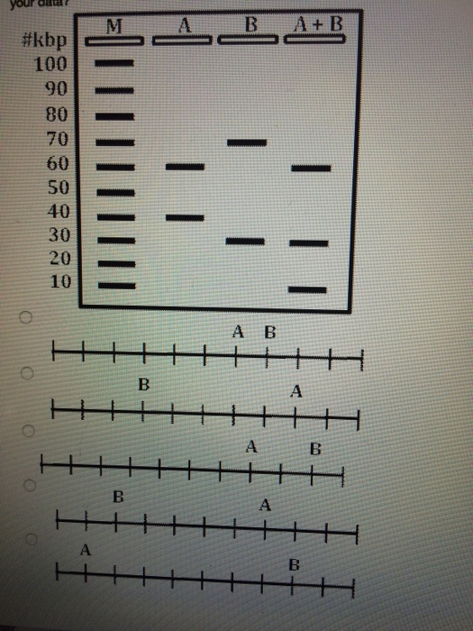 Solved You ran an experiment in lab on a piece of linear DNA | Chegg.com