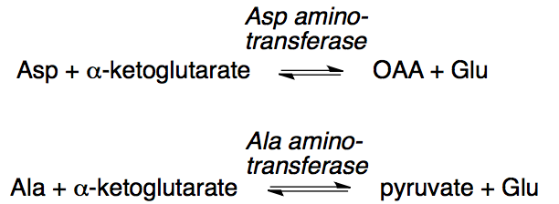 Aminotransferases are enzymes that catalyze the | Chegg.com