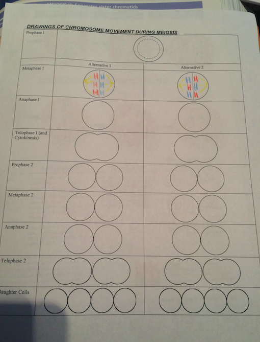 Solved What does it mean by alternative 1 and alternative 2? | Chegg.com