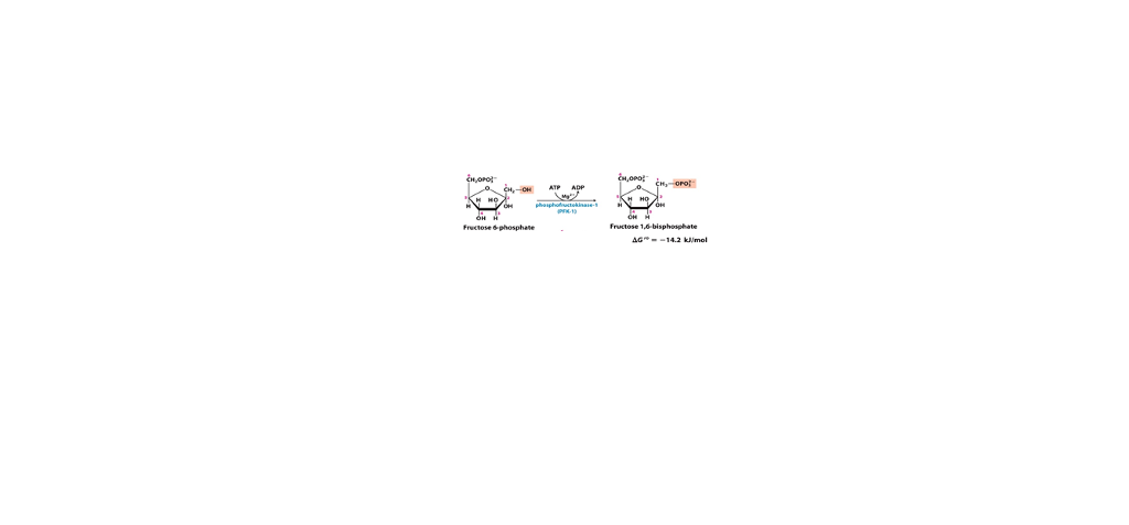 Phosphofructokinase-1 (PFK-1) is an enzyme that | Chegg.com