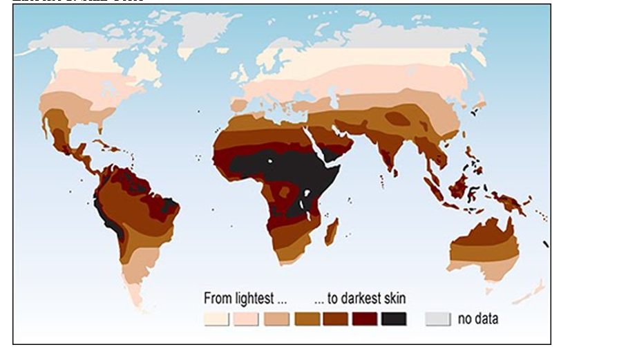 Exercise 1: Skin Color PLEASE HELP ME FILL | Chegg.com