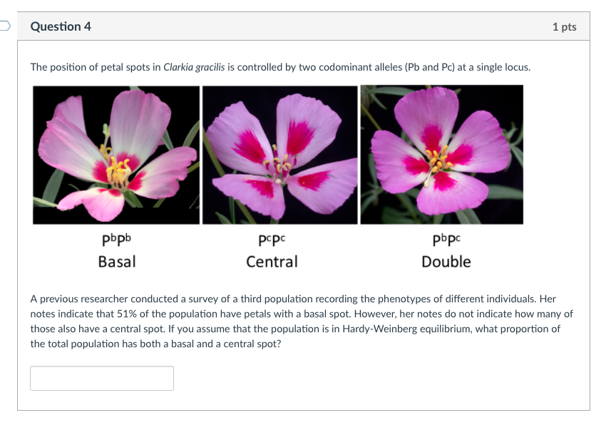 Solved Question 4 1 pts The position of petal spots in | Chegg.com