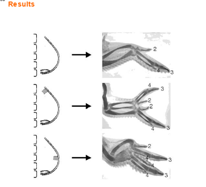 Solved Experiment Donor limb bud ZPA Results Anterior | Chegg.com