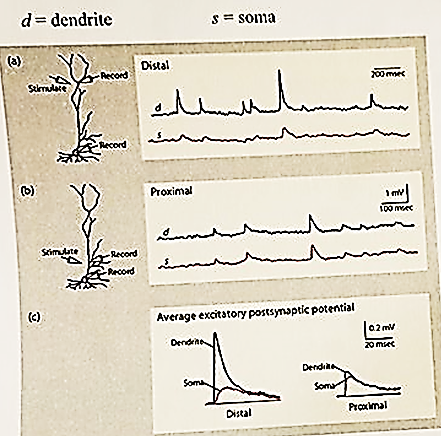 Solved Why is an excitatory synapse on the proximal dendrite | Chegg.com