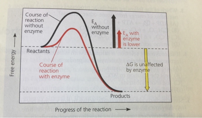 Solved Is this an endergonic or exergonic reaction? Explain | Chegg.com