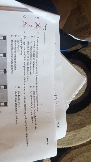 Solved A urease test is used to help identify Myobacterium | Chegg.com