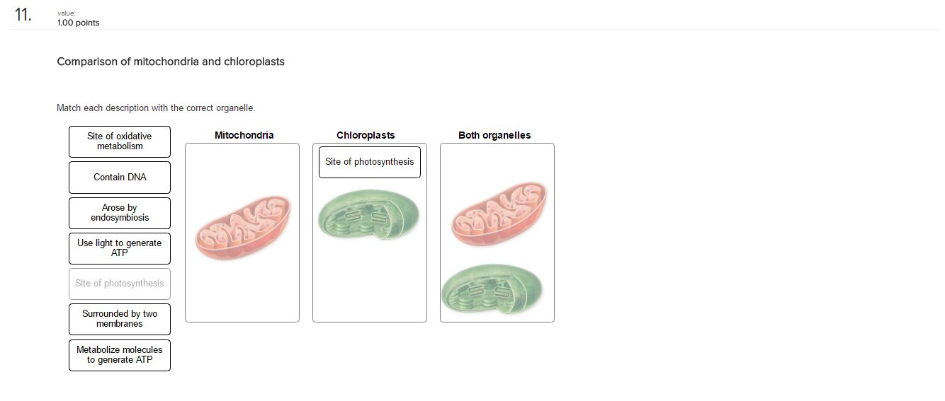 Mitochondria And Chloroplasts, Mitochondria vs Chloroplast | Difference ...
