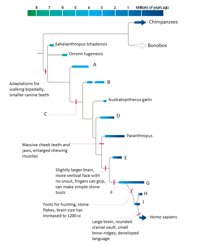 Homo Erectus Evolutionary Tree