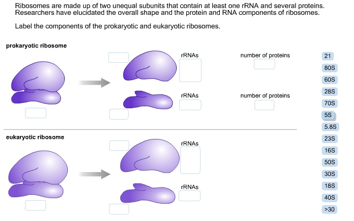 Ribosomes are made up of two unequal subunits that | Chegg.com