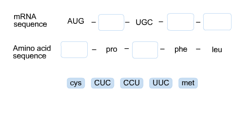 Solved 1.) After an mRNA strand has been transcribed from | Chegg.com