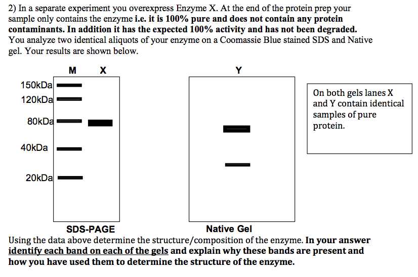 Solved In a separate experiment you overexpress Enzyme X. At | Chegg.com