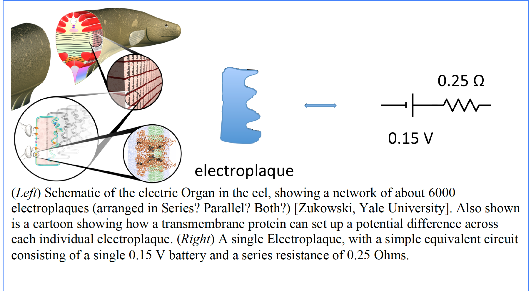 Electroplaques Series Parallel