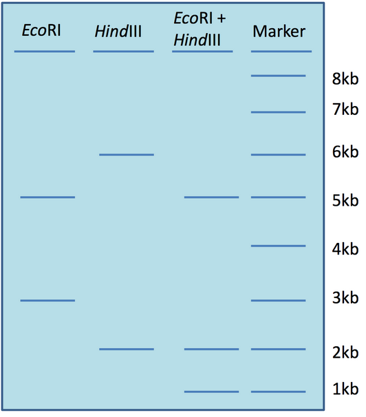 Solved How do I make a restriction map from an image like | Chegg.com