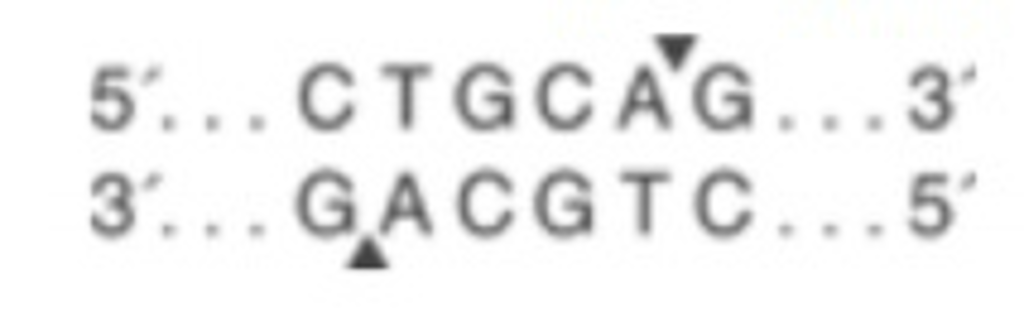 Solved 1. The picture below indicates the 6bp recognition | Chegg.com