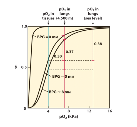 Solved BPG and hemoglobin’s oxygen binding curve The | Chegg.com