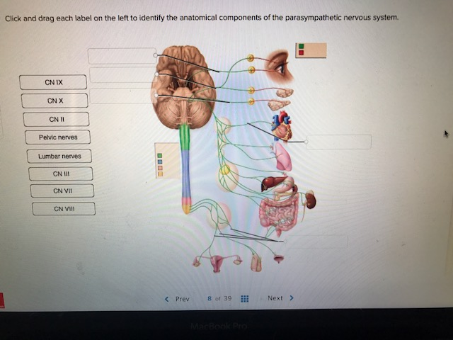 Solved Click and drag each label on the left to identify the | Chegg.com